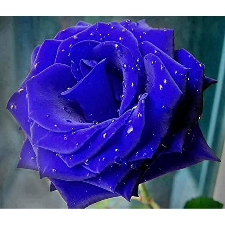 Beautiful Blue Rose Flower Photos | Best Flower Site