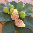 Desert King Fig Live Tree- 3 Gallon - Walmart.com
