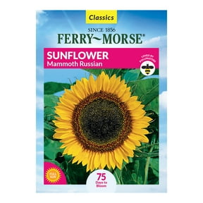 Burpee English Lavender Herb Seed, 1-Pack - Walmart.com