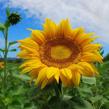 Sunflower Soraya Seed - Walmart.com