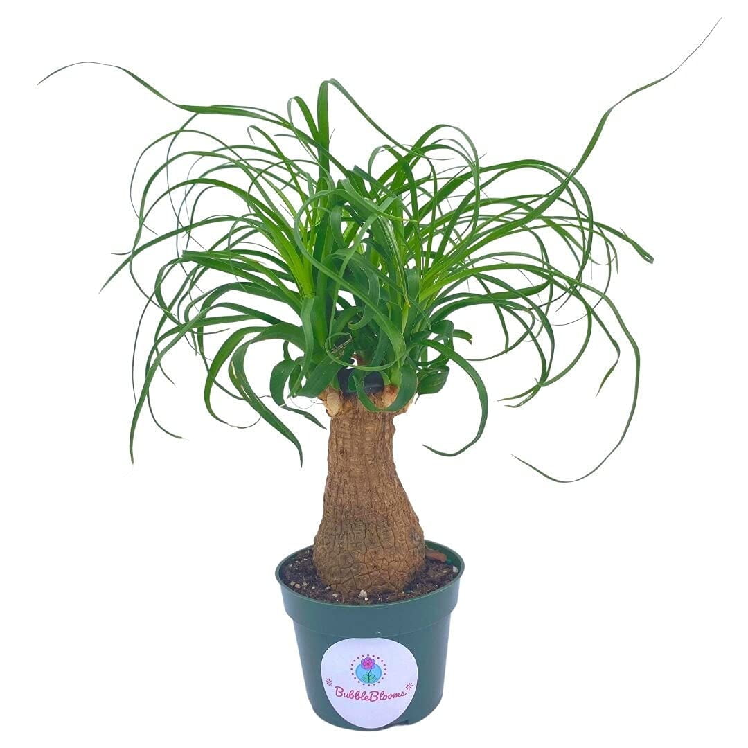 Indoor Stumpy Palm Tree, Large Stump in 4 inch Pot - Walmart.com