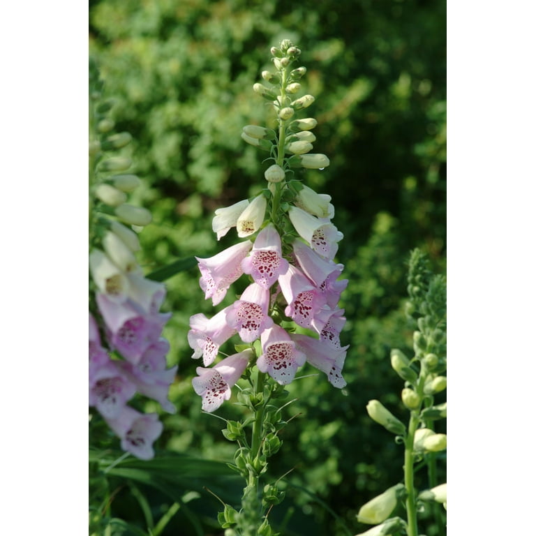 Digitalis Plant