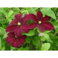 "Niobe Clematis Vine - Majestic Deep Ruby Red - Hardy Zones 4-8 - 2.5 ...