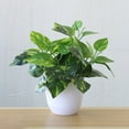 Home Hotel Restaurant Artificial Bonsai with Pot Fake Foliage Plant ...
