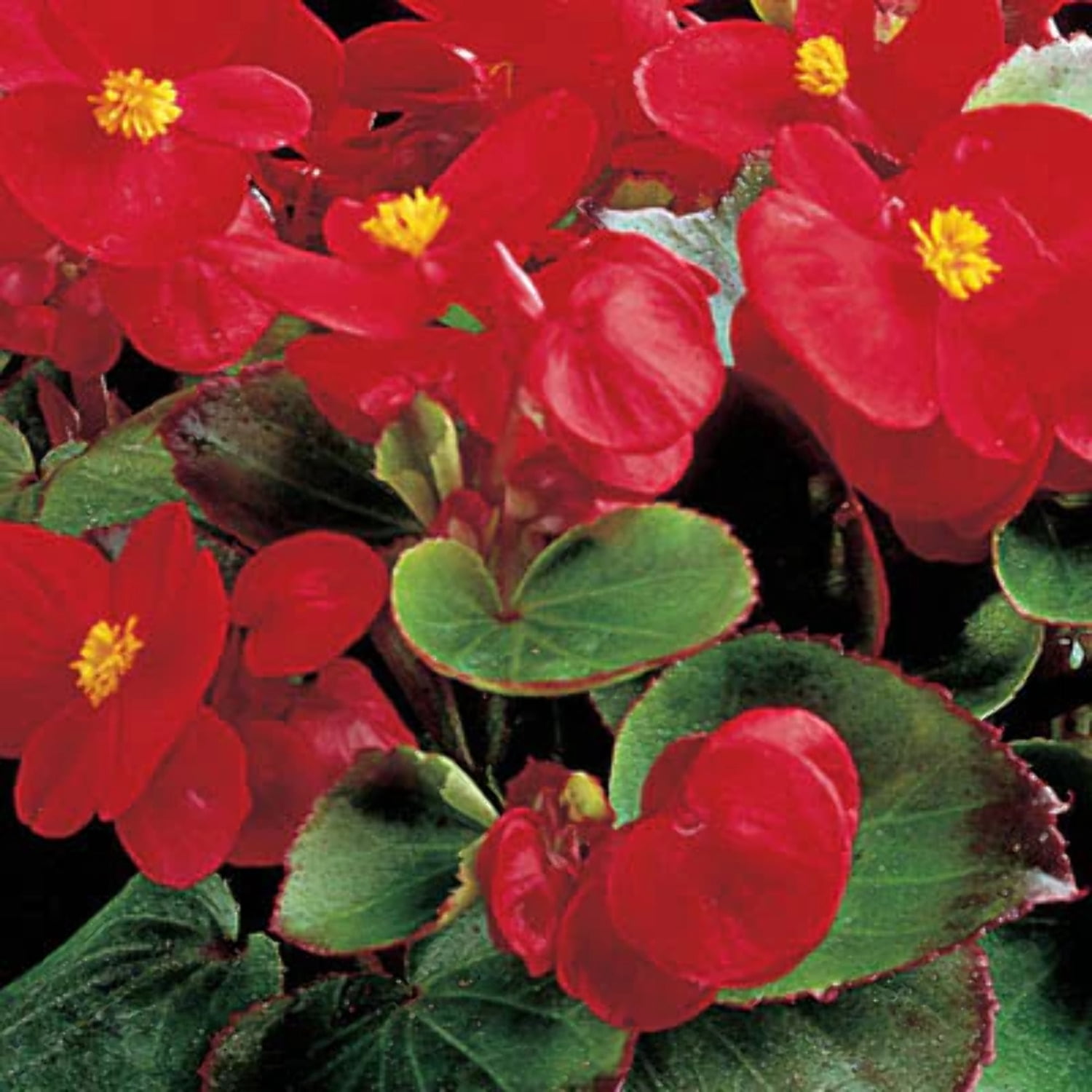 Begonia Ambassador Scarlet F1 Seed - Walmart.com