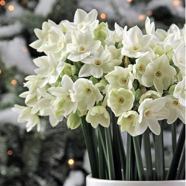 10 'Ziva' Paperwhites Flower Bulbs 14/15cm Bulbs - Walmart.com