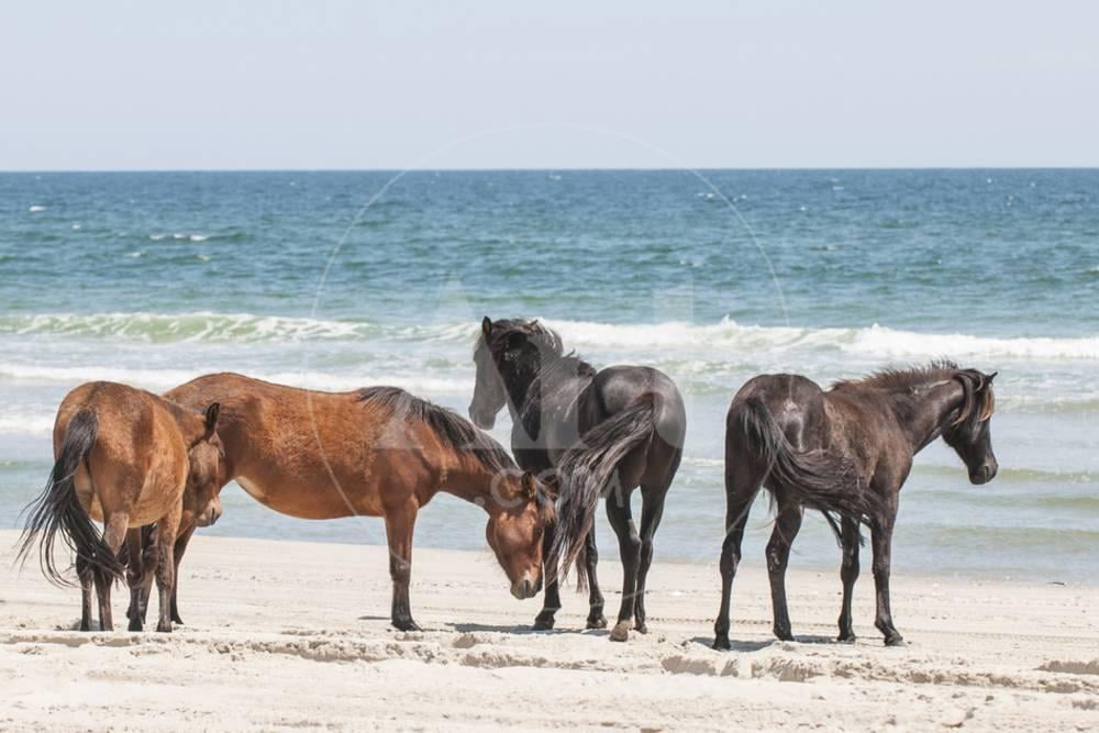 Wild Mustangs in Currituck National Wildlife Refuge, Corolla, Outer ...