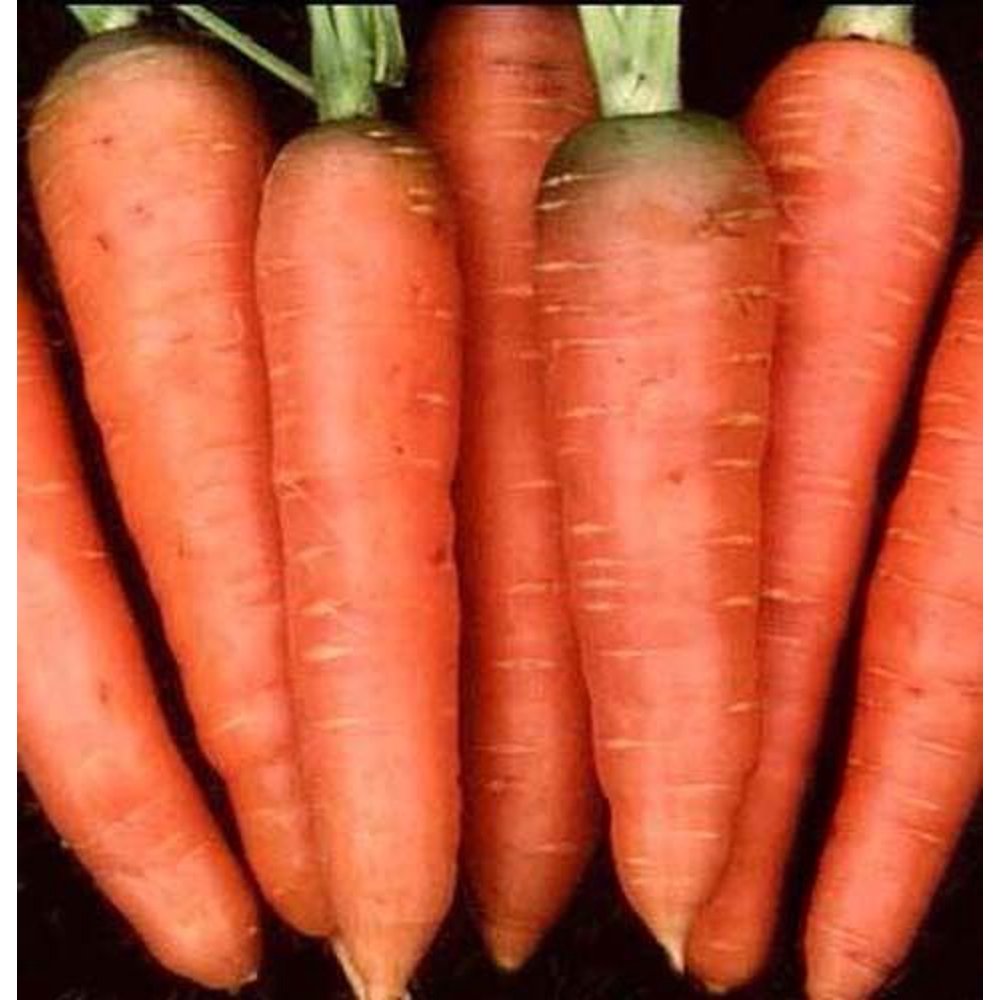 Carrot Chantenay Red Core Great Heirloom Vegetable 4,000 Seeds ...