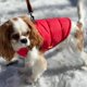 Gooby Padded Vest Dog Jacket - Solid Red, Large - Warm Zip Up Dog Vest ...