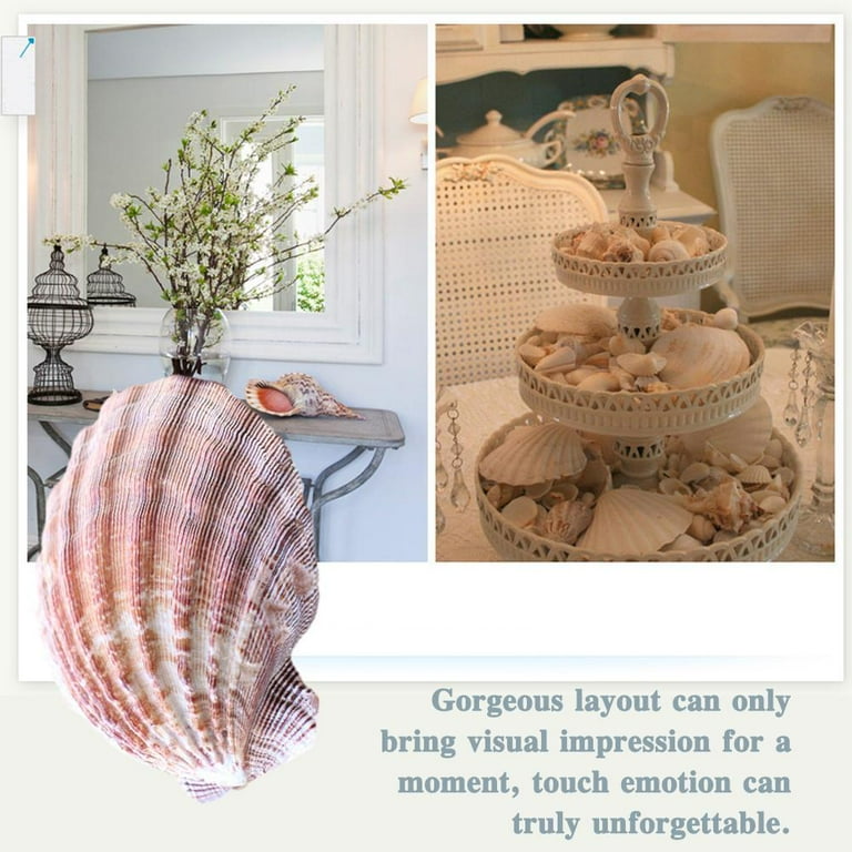 Scallop Shells For Ideas