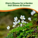 Irish Moss Ground Cover Plants & Seed - Natural Sun Flower, 10000 Seeds ...