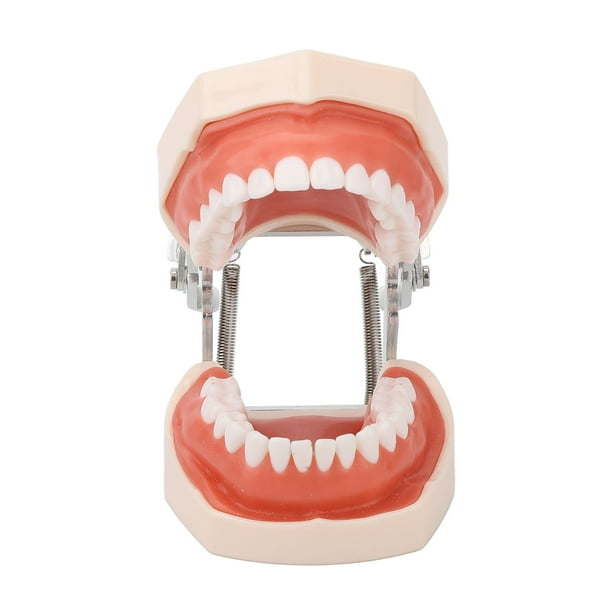 Modelo de dientes estándar, modelo de dientes estándar, modelo de 28 ...