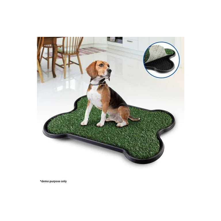 Beagle Skeleton System