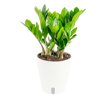 American Plant Exchange Stromanthe Trio Star, 6-Inch Pot, Vibrant Live ...