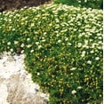 Irish Moss Ground Cover Plants & Seed - Natural Sun Flower, 10000 Seeds ...