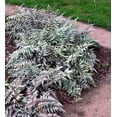 Live Variegated Japanese Painted Fern - Athyrium - Hardy Shade Lover ...
