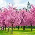 JAPANESE SAKURA CHERRY BLOSSOM TREE SEEDS (Prunus sargentii) Hardy ...