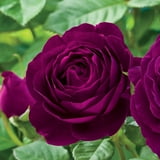 Heirloom Roses Twilight Zone Grandiflora Rose - Fragrant Purple Live ...