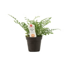 Garden Center - Walmart.com