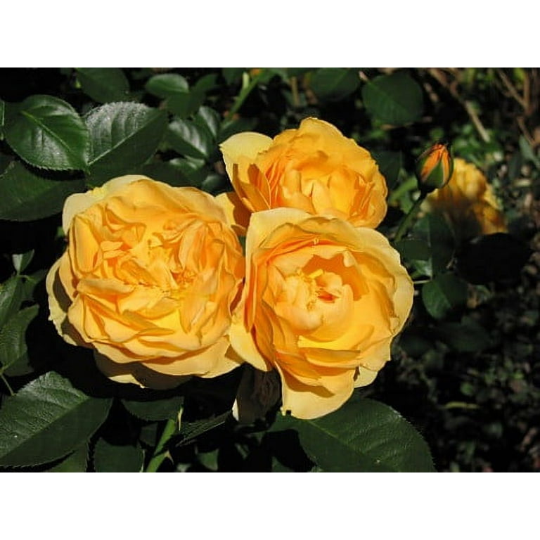 Julia Child Rose Bush