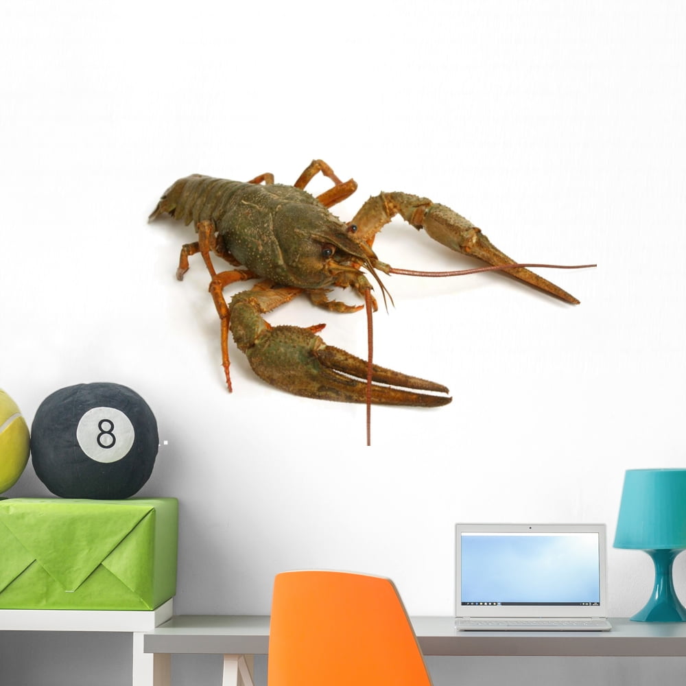 Crawfish Wall Decal by Wallmonkeys Peel and Stick Graphic (36 in W x 24 ...