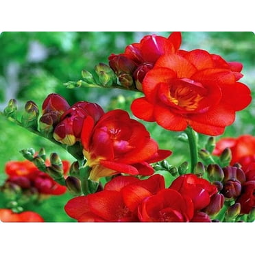 Yellow Single Freesia 15 Bulbs - Fragrant - 6/+ cm Bulbs - Walmart.com