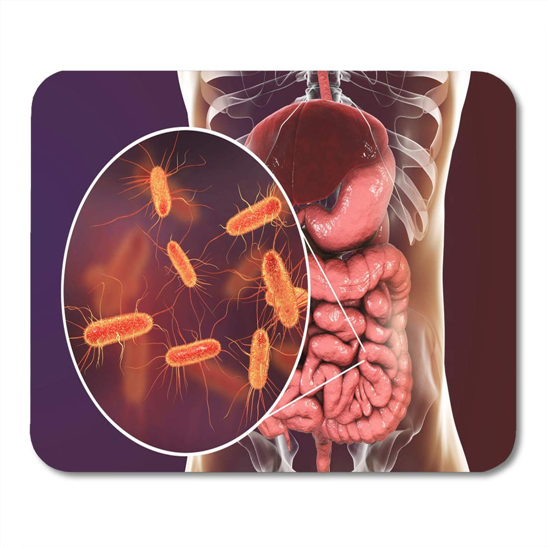 LADDKE Intestinal Microbiome 3D Showing Anatomy of Human Digestive ...