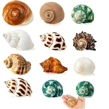 Decorative Natural Conch Sea Shell - Garden Quality 6"-8", Imperfect ...