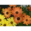 Osteospermum Akila African Daisy - Drought Tolerant, Outdoor Perennial ...