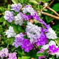 Brunfelsia Tree Live Plant, Yesterday Today Tomorrow Plant, Change ...