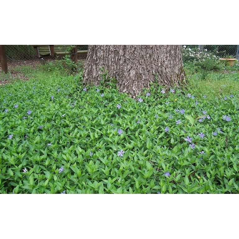 Vinca Ground Cover Plants