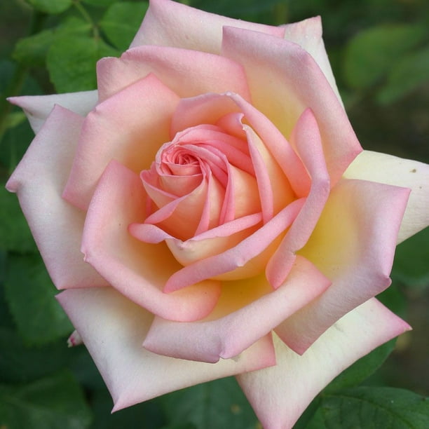 Heirloom Roses The Lady - Hybrid Tea Rose Plants - Live Plant Flowers ...