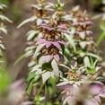 Monarda Punctata Spotted Beebalm Horsemint Garden Flower Plant Seeds ...