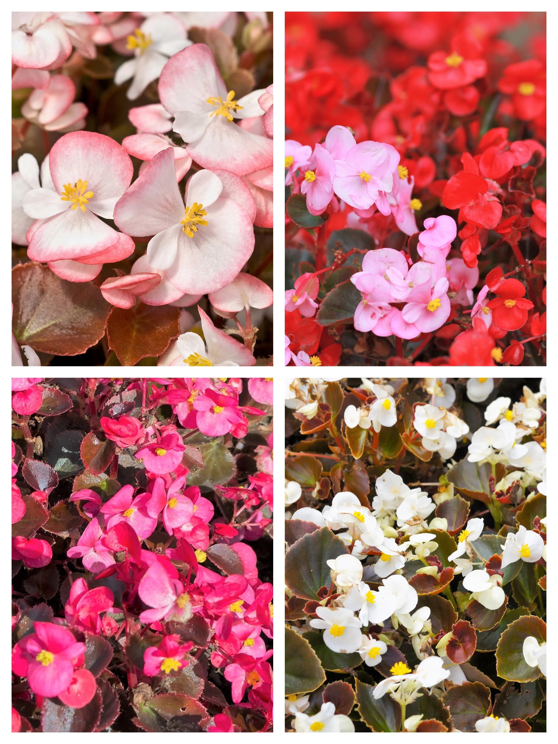 25 WAX MIXED BEGONIA Semperflorens Fibrous Mixed Colors Red Pink White ...