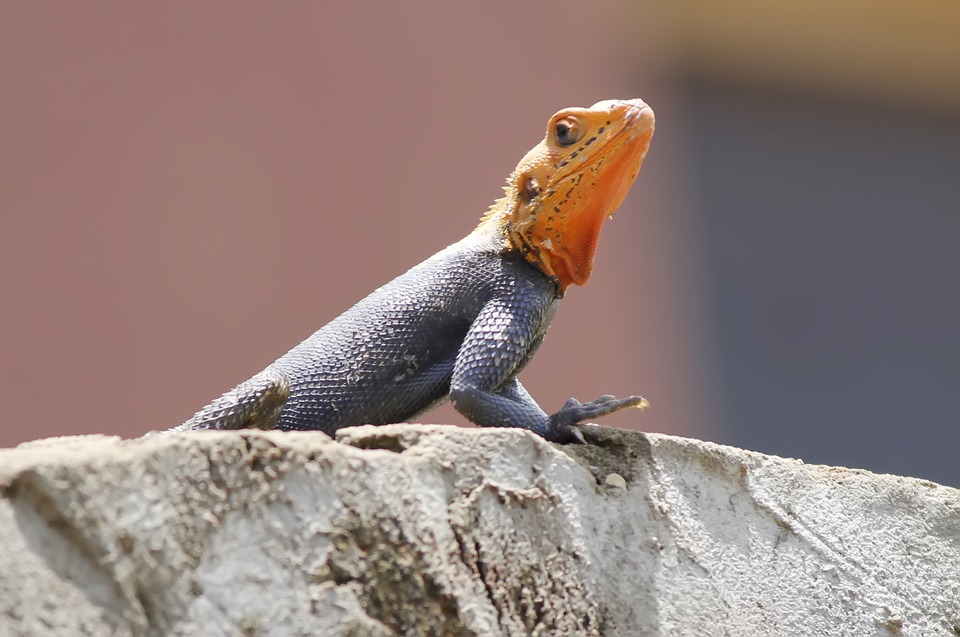 Reptile Red Head Lizard Agama Lizard Animal 20 Inch By 30 Inch reptile-red-head-lizard-agama-lizard-animal-20-inch-by-30-inch