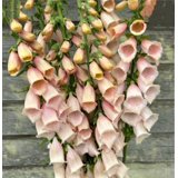 6000 Apricot Foxglove Seeds Digitalis Dalmatian Dwarf Beauty Faerie ...