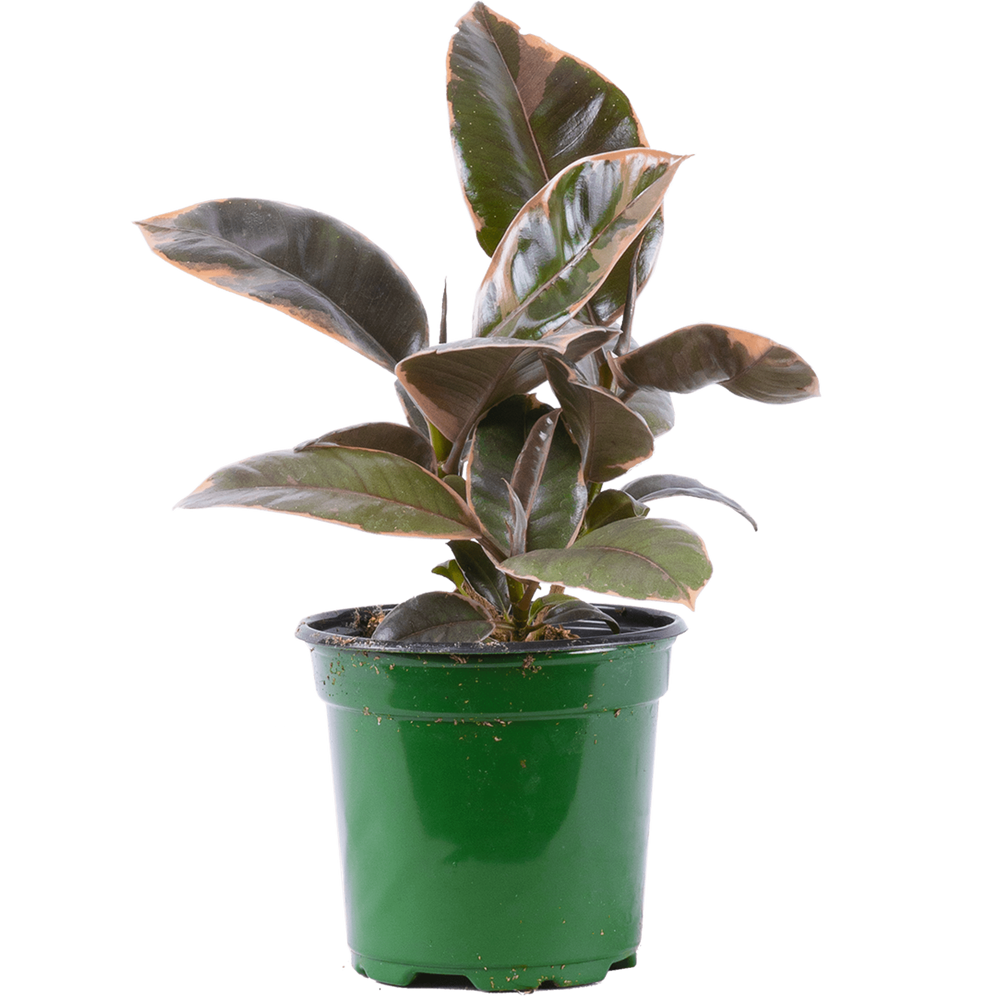 Click here for Plantsome Ficus Elastica Ruby Rubber Tree (S) Live... prices