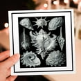 3drose, Famous Biologist Black N White Sketch of Seashells 1904, 12 ...