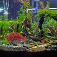 CATIEBYE Decorative Red Fake Aquarium Plant with Realistic Appearance ...