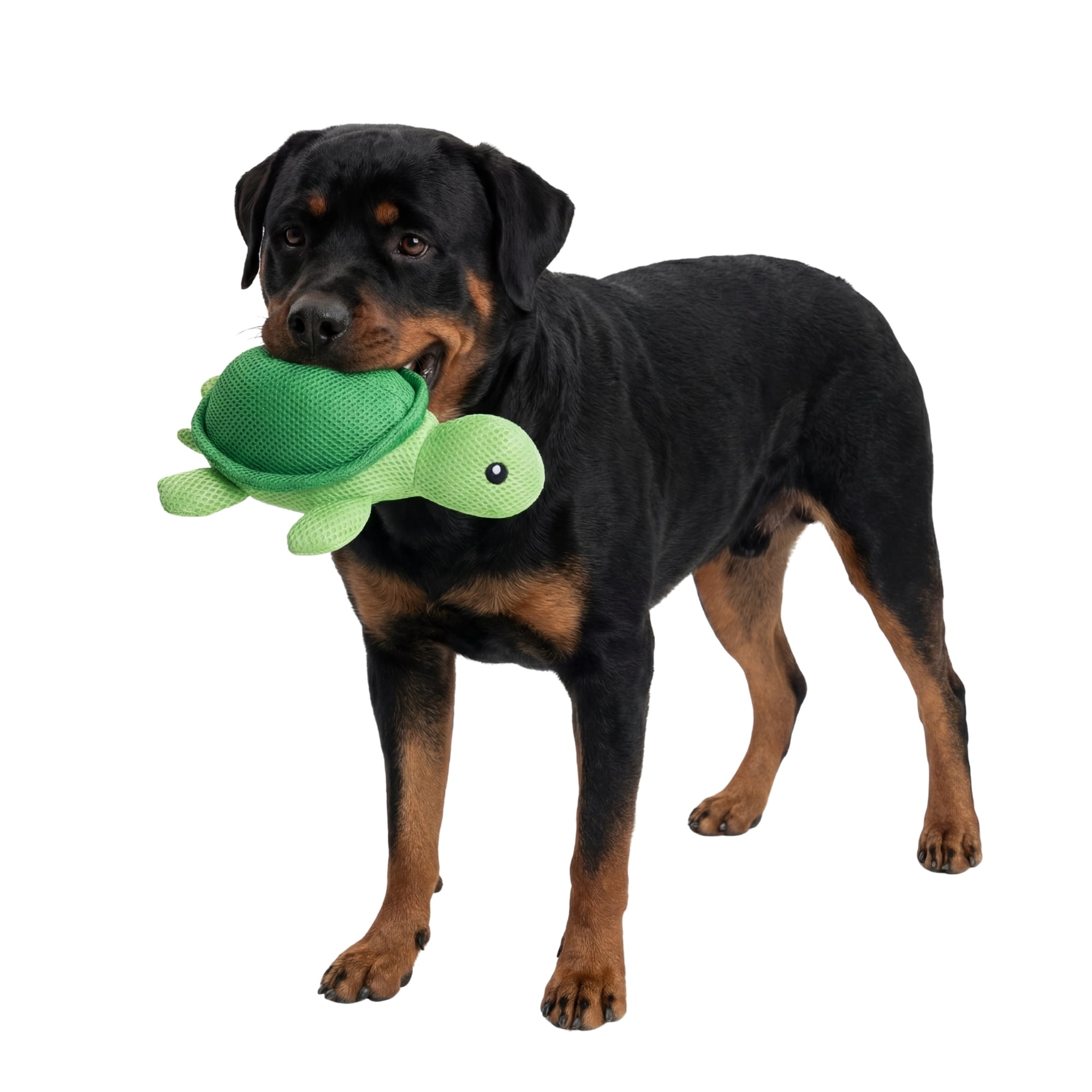 Click here for One Paw  Turtle Cooling Dog Toy  Floats In Water... prices
