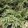 Fern-A. Japanese Painted ~ Athyrium niponicum 'Pictum' - 1 Gallon Pot ...