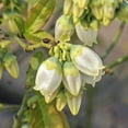 3 Gal Pot Mini Blues Blueberry Bush Fruit Bearing Plant One Plant 3-gal-pot-mini-blues-blueberry-bush-fruit-bearing-plant-one-plant