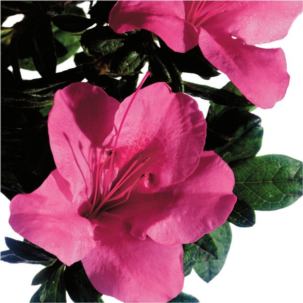 Encore Azalea Autumn Carnival (1 Gallon) Pink Flowering Shrub - Full ...
