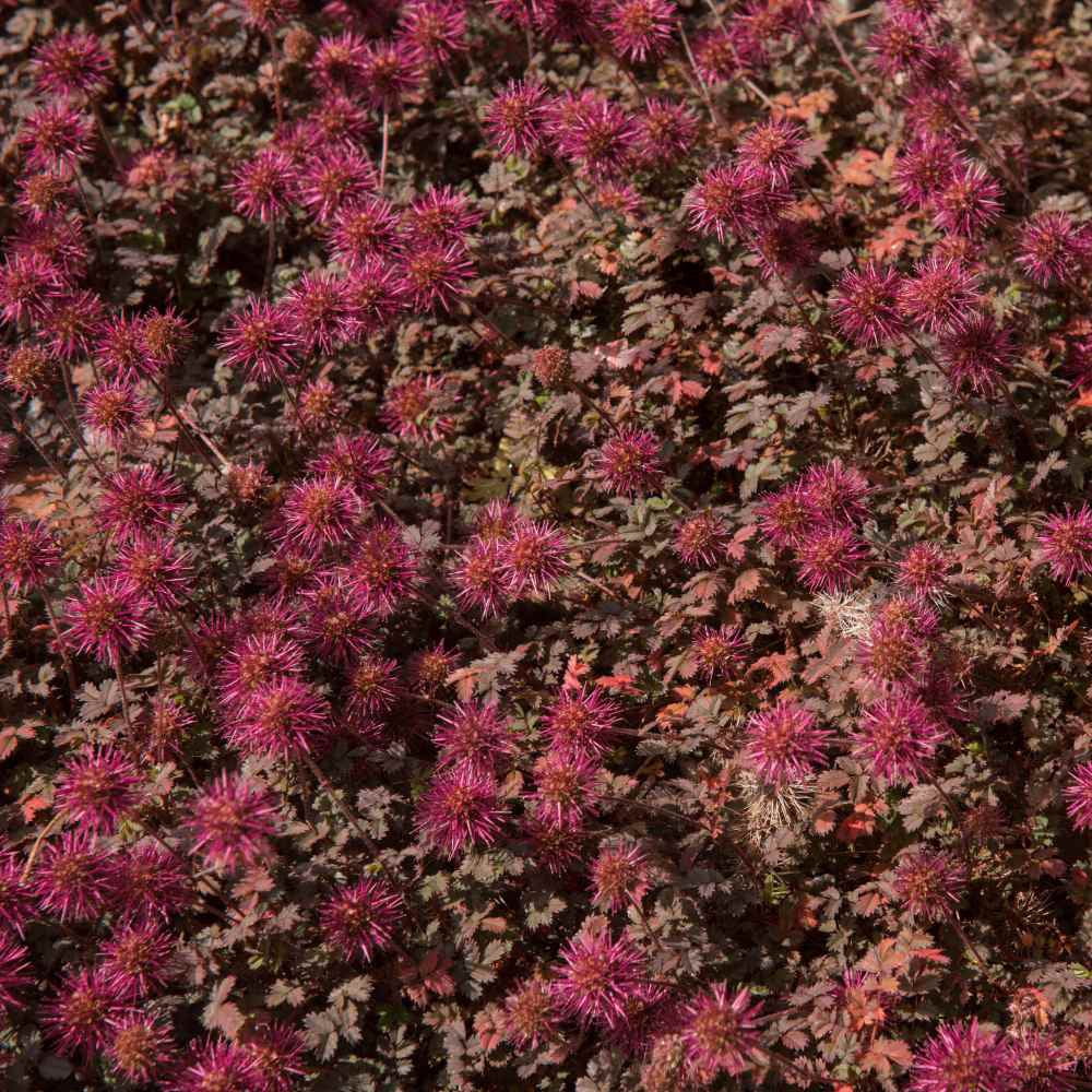Outsidepride Acaena Microphylla Ground Cover - 1000 Seeds - Walmart.com