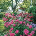 Pink Knock Out Dormant Bare Root Shrub Rose, Includes one dormant plant ...