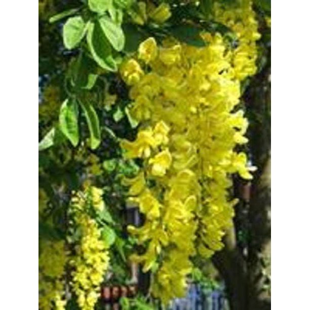 10 GOLDEN CHAIN TREE Goldenchain Laburnum Anagyroides Yellow Flower ...