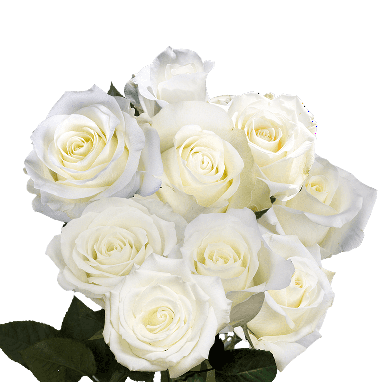 Beautiful White Roses Flowers Images | Best Flower Site