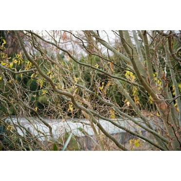 2 Green Curly Willow Trees - Live Tree Cuttings - Branches and Leaves ...