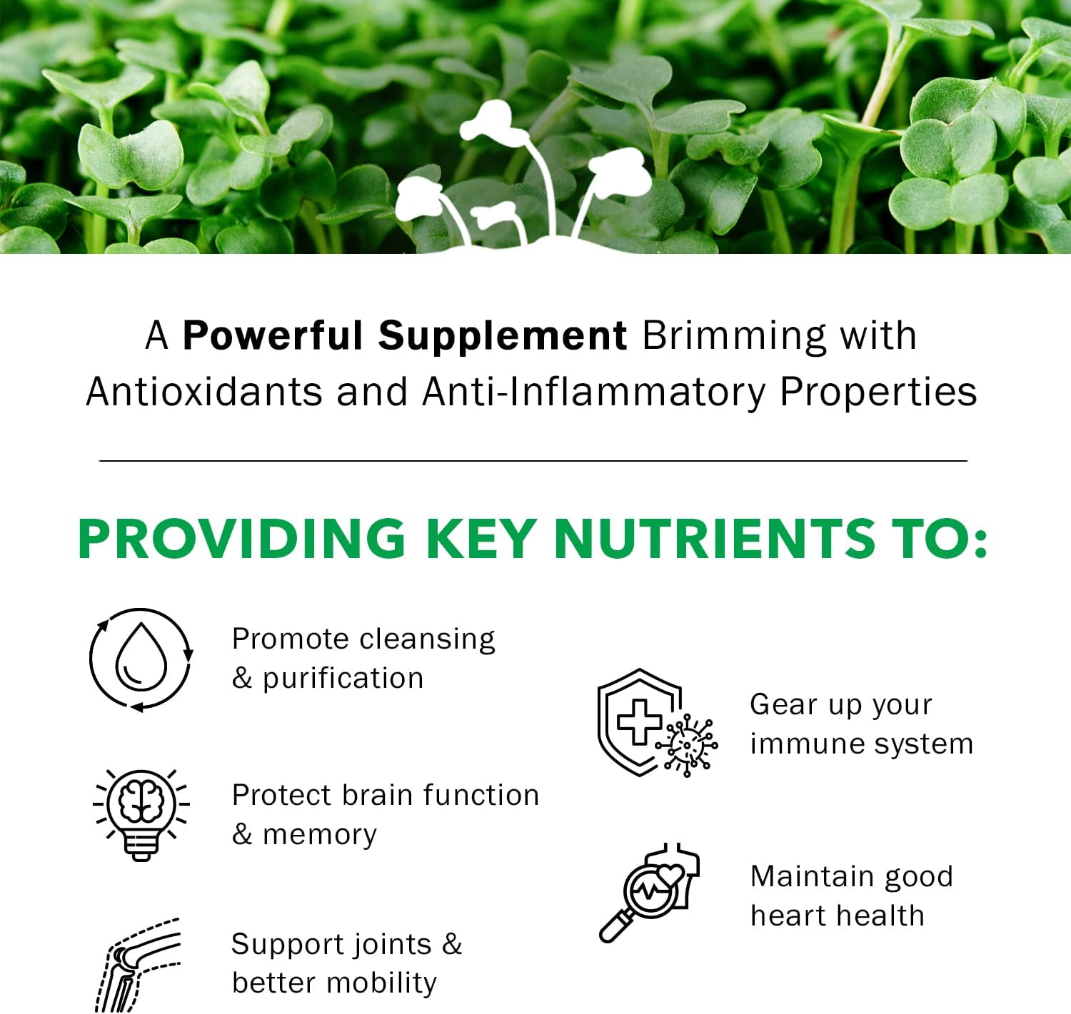 Buy BrocElite Plus Supplement With Stabilized Sulforaphane Extract ...
