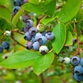 Southern Living Hello Darlin® Blueberry Live Shrub in 2.5-Quart Grower ...